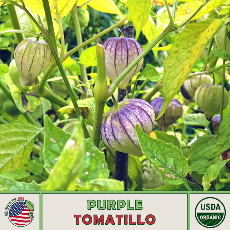 FMG 20 Purple Tomatillo Seeds Organic Non Gmo Fast Grow - Seeds & Bulbs