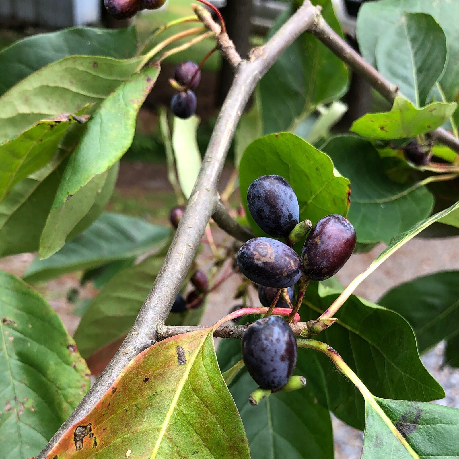 5 Tupelo Tree Seeds New Fresh US Shipping - Plants, Seeds & Bulbs