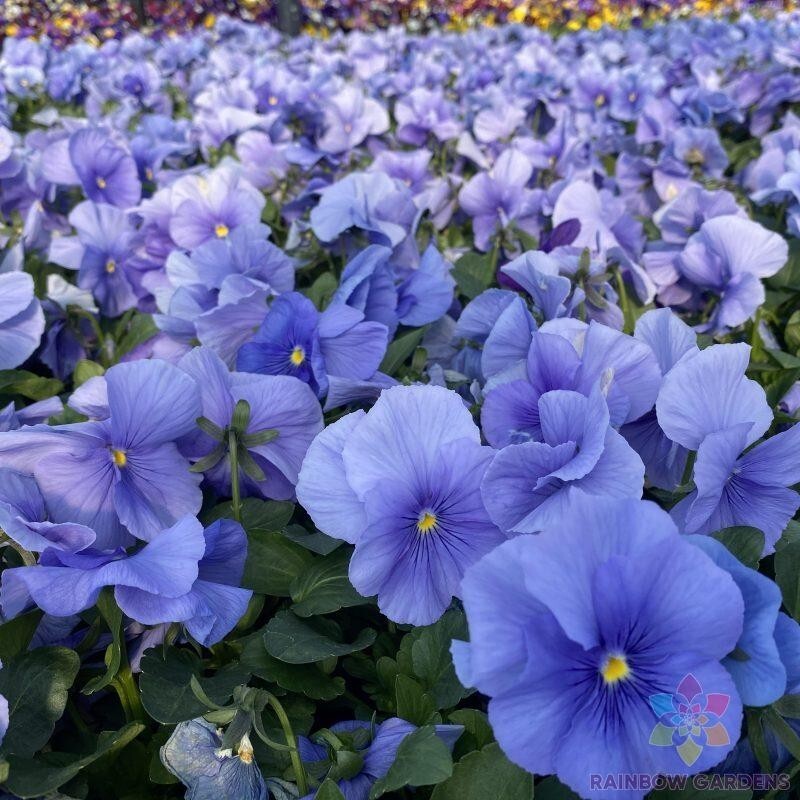SYR 200 Matrix True Blue Pansy Viola Seeds Fast Growing - Seeds & Bulbs