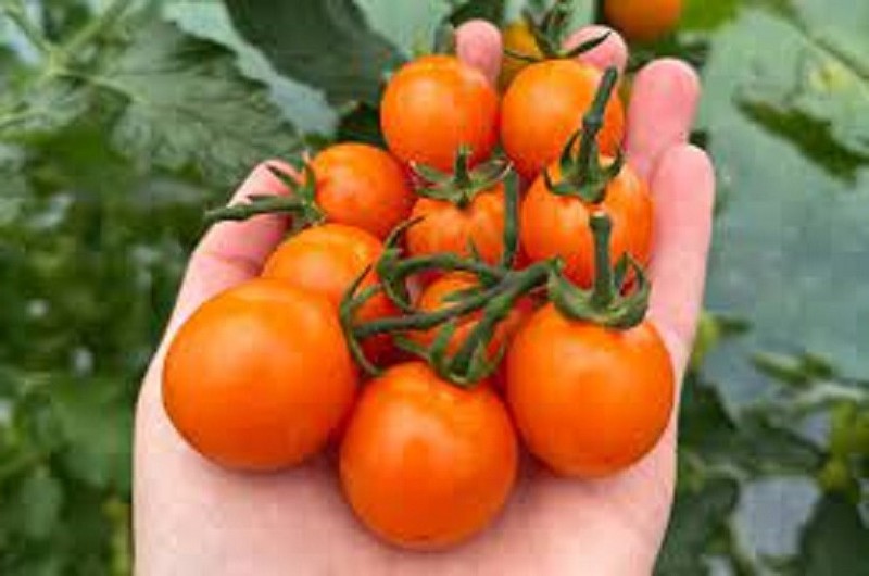 MBK 50 Seeds Orange Sunshine Tomato Tomatoe Vegetable Bulk Seeds ...