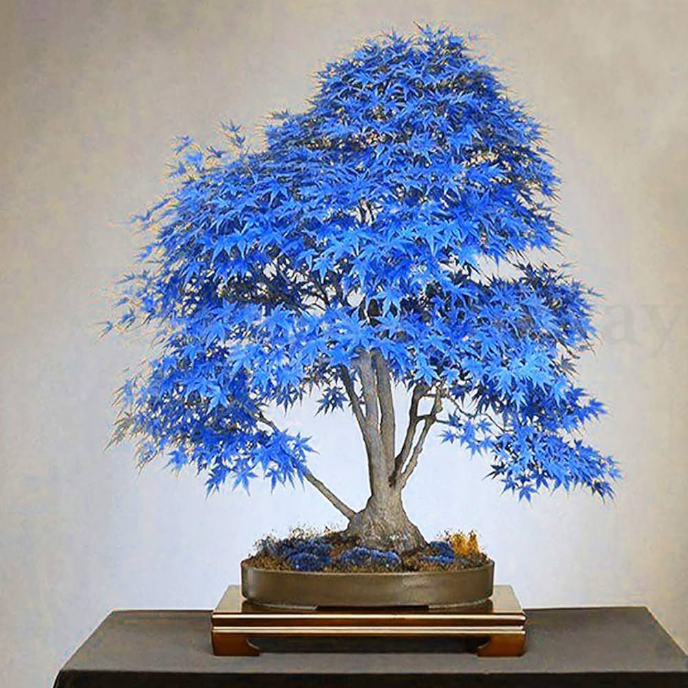 50 Seeds Blue Maple Tree Seeds Bonsai Series - Seeds & Bulbs