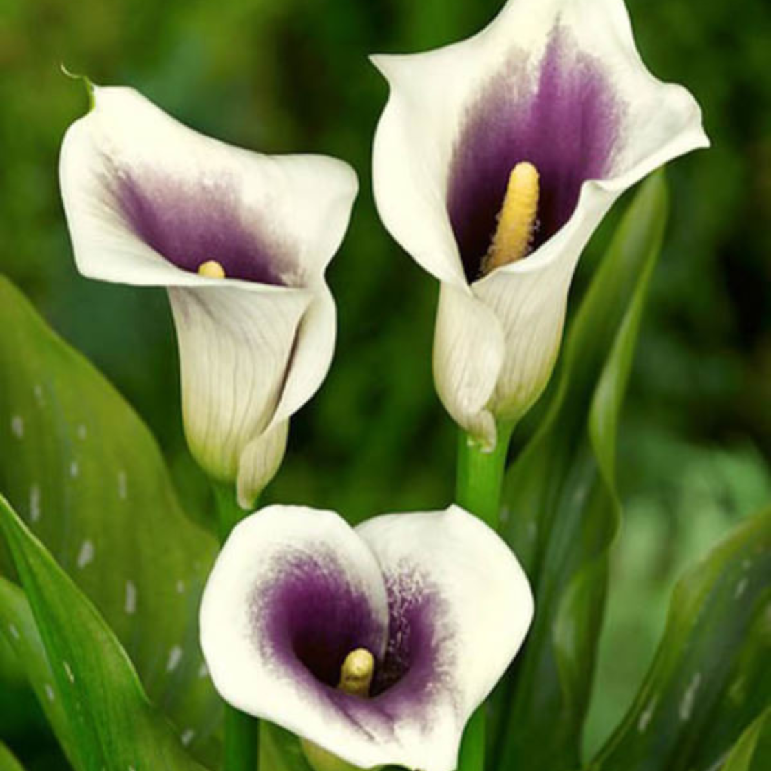 Calla Lily Bonsai Room Flowers Zantedeschia Aethiopica Bonsai - 100 ...