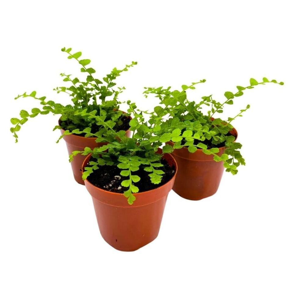 Boston Fern 2 inch Set of 3 Nephrolepis exaltata Bostonfern Tiny Mini ...