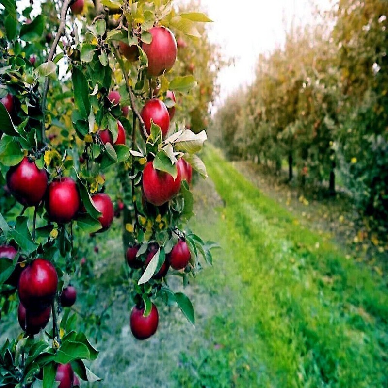 KKG 20 Paradise Apple Tree Seeds Malus P Red Delicious -3 Fruit Easy ...