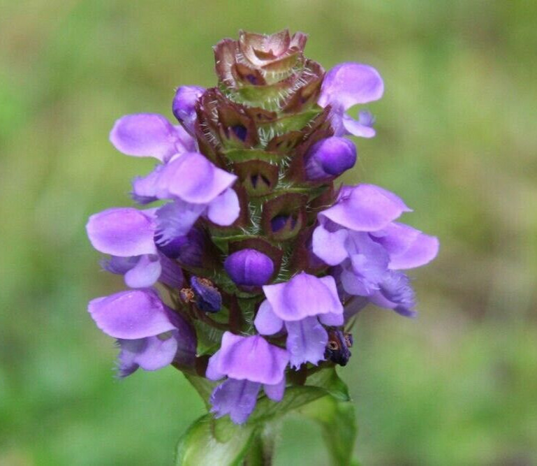 BStore Heal All Herb Seeds 190 Prunella Vulgaris Perennial Flower ...