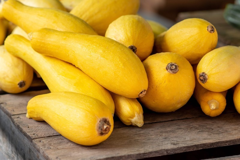 50 Early Prolific Straightneck Squash Yellow Summer Bush Heirloom Seeds ...