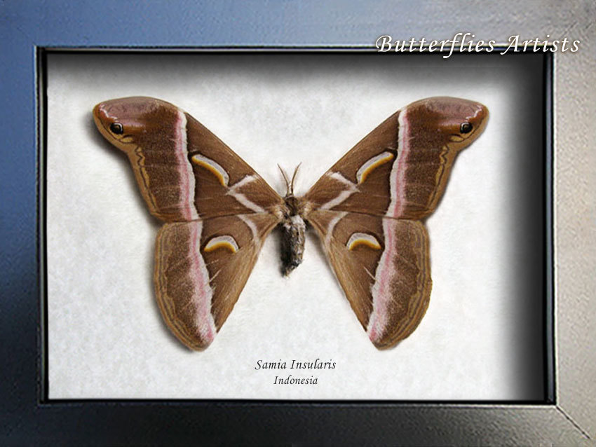 Silk Moth Samia Insularis Framed Entomology Collectible Museum Quality ...