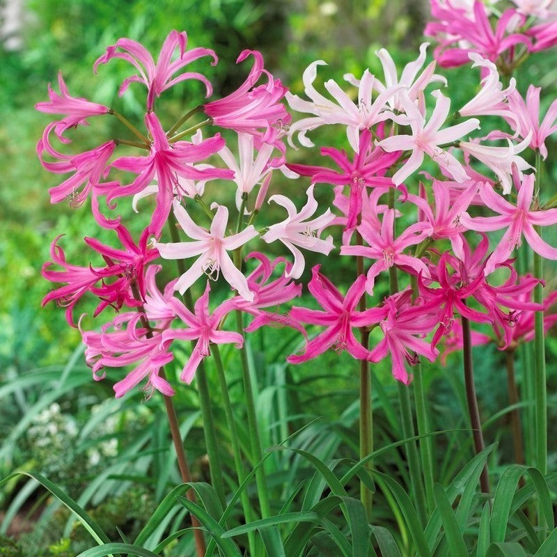 PSA Nerine Topsy Turvy Mix 10 Plant Bulbs Summer Fall Flower Fast ...