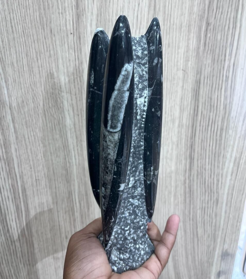 Tall Orthoceras Fossil Tower Sculpture Cephalopod Specimen Geolog Dinosaur Era - Rocks, Fossils ...