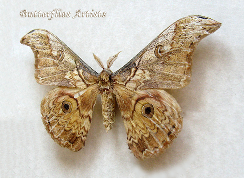 Saturnia Rinaca Thibeta Real Silkworm Emperor Moth Framed Entomology ...