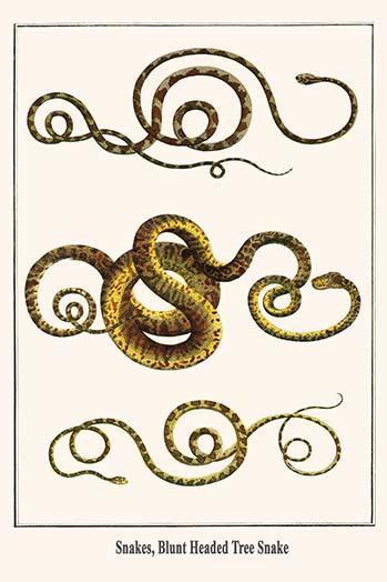Snakes, Blunt Headed Tree Snake 20 x 30 Poster - Home Décor
