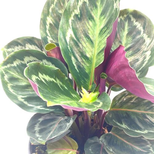 Calathea Medallion, Roseopicta, 6 inch, Regel Rose, Rabbit Ear Prayer ...
