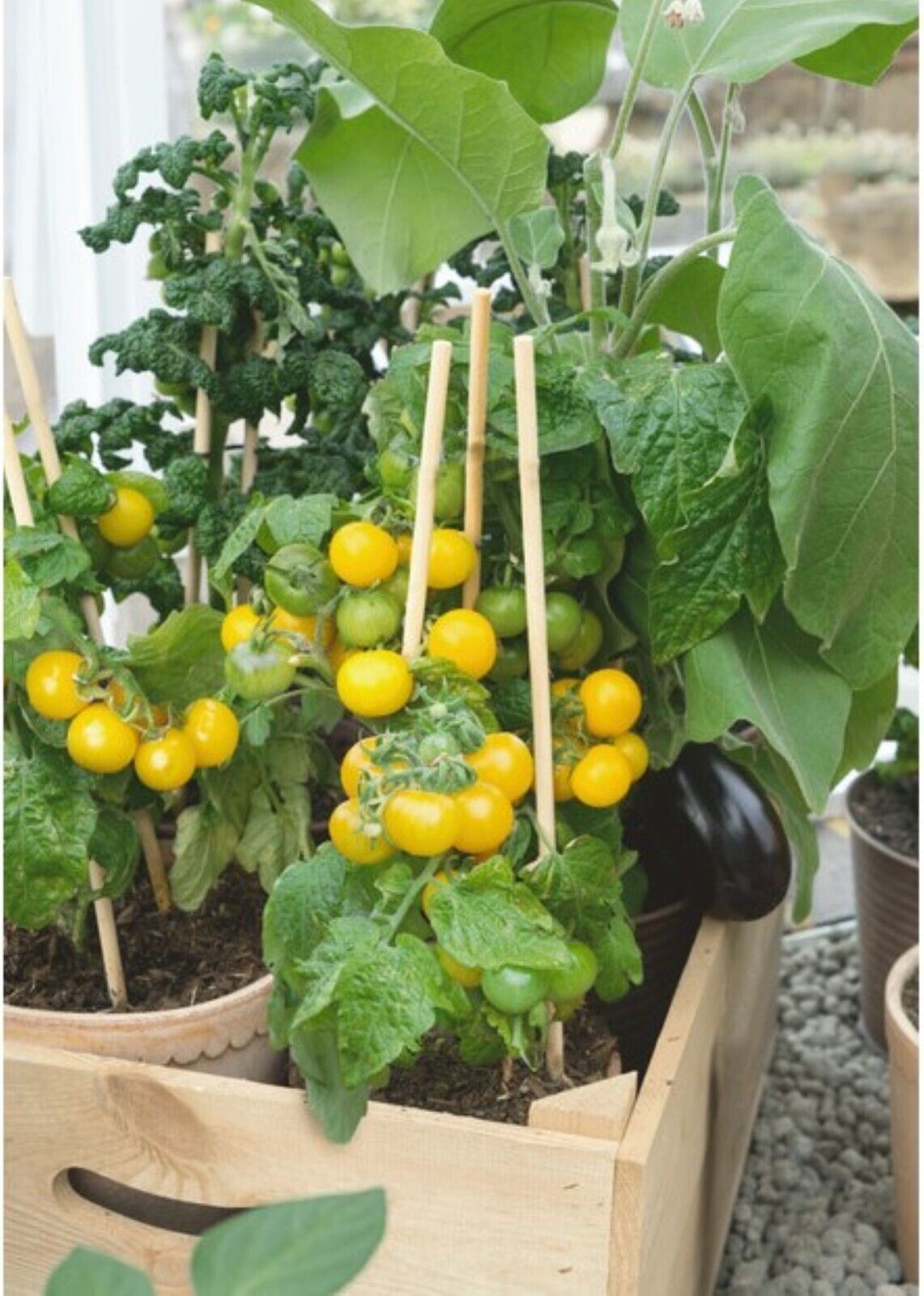 Patio Choice Yellow Cherry Tomato Seeds Fresh Seeds - Seeds & Bulbs