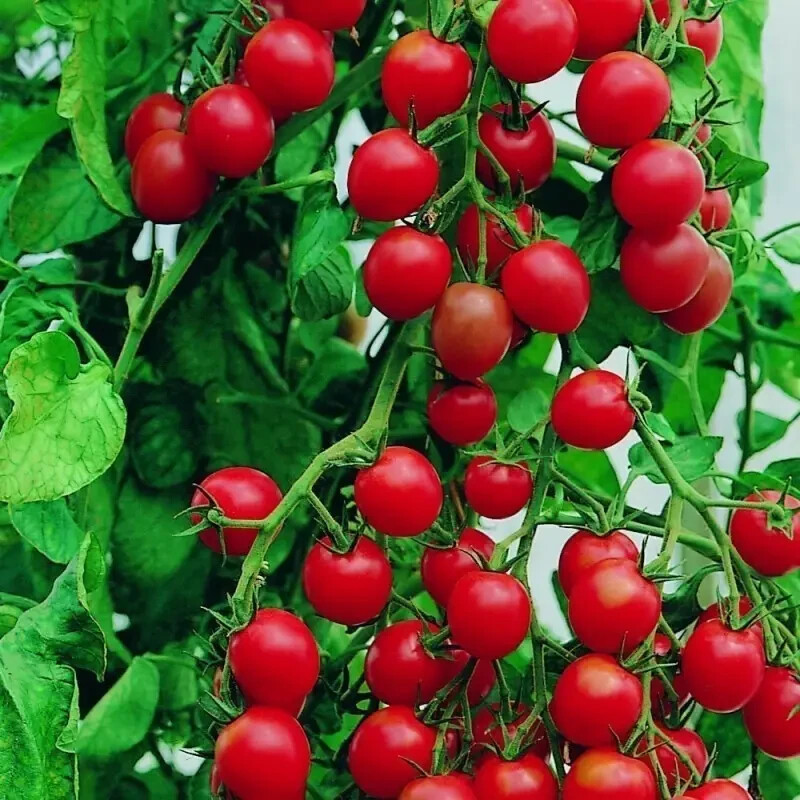 50 Seeds Ers Delight Tomato Vegetable Fresh Seeds - Seeds & Bulbs