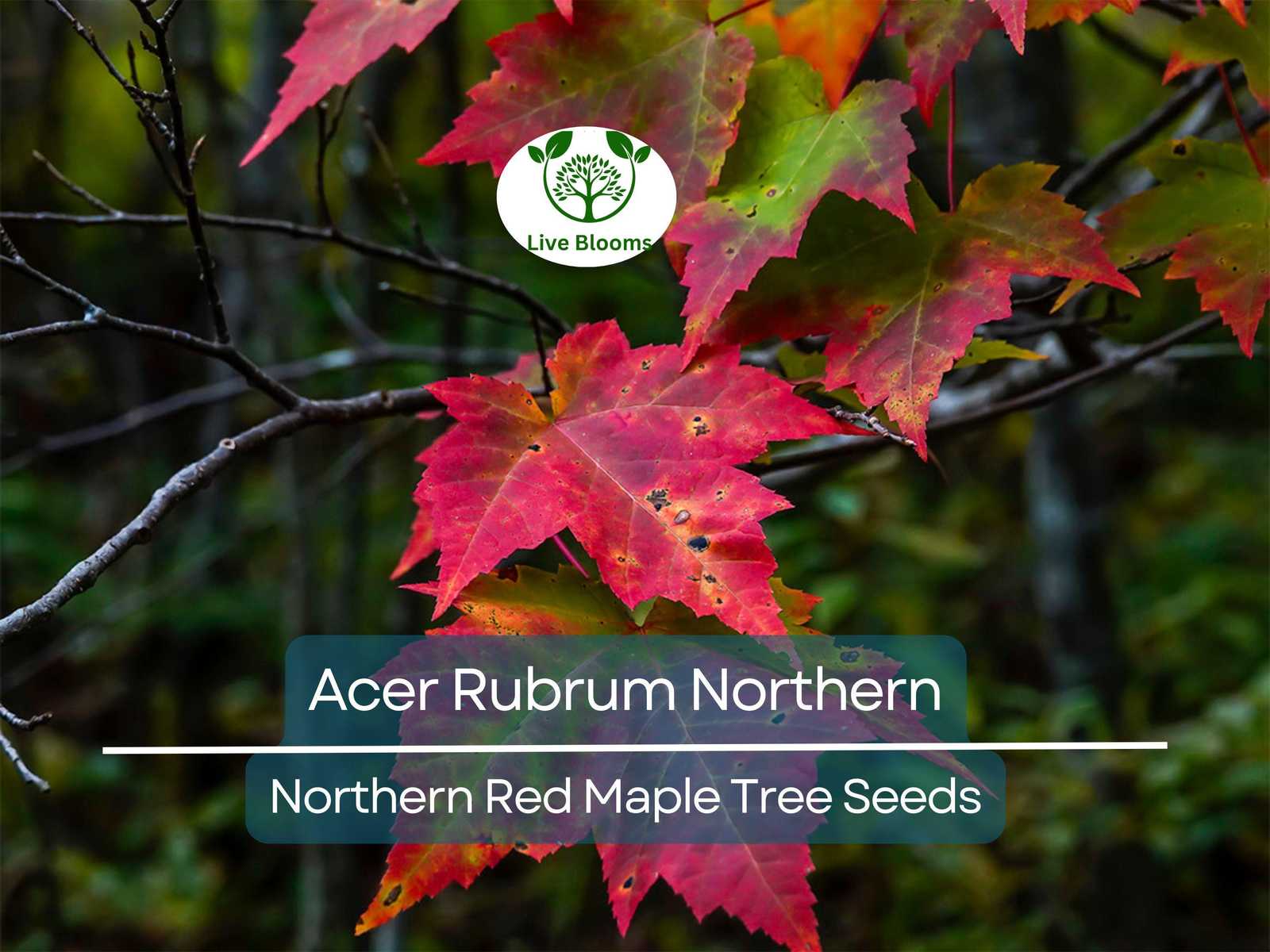 10 Seeds Acer Rubrum Northern (Northern Red Maple) for Planting - Fast ...