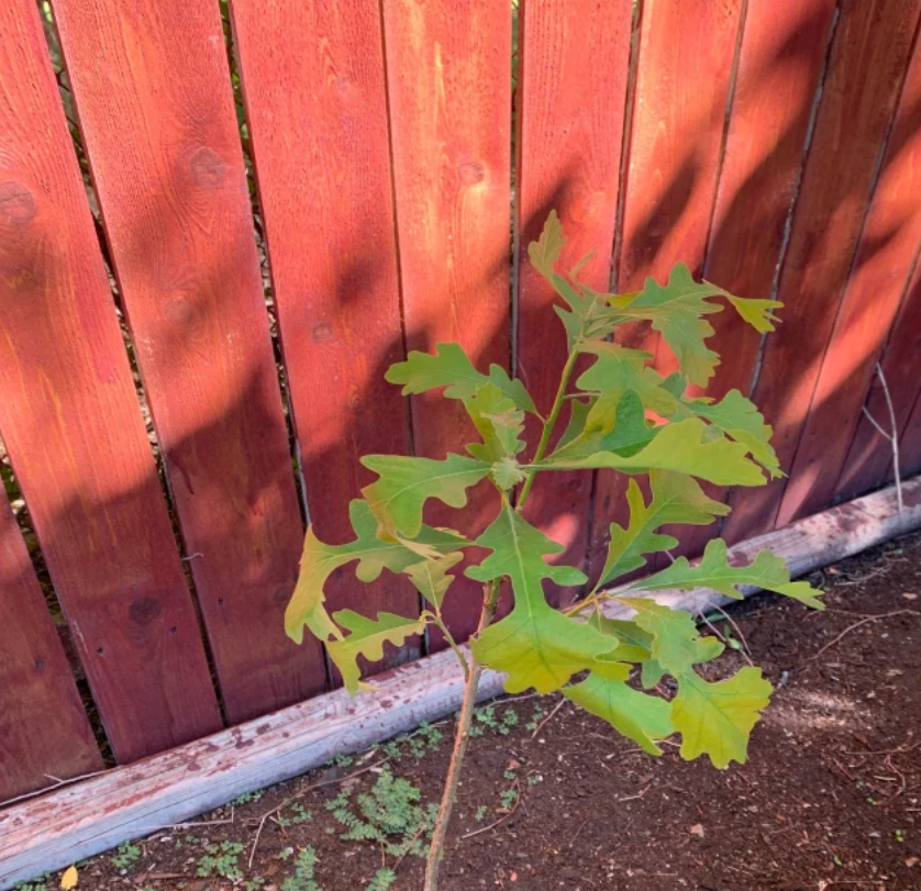 Live Plant - Bur Oak Tree (Burr Oak) - 24-36" Tall Seedling - Quercus ...