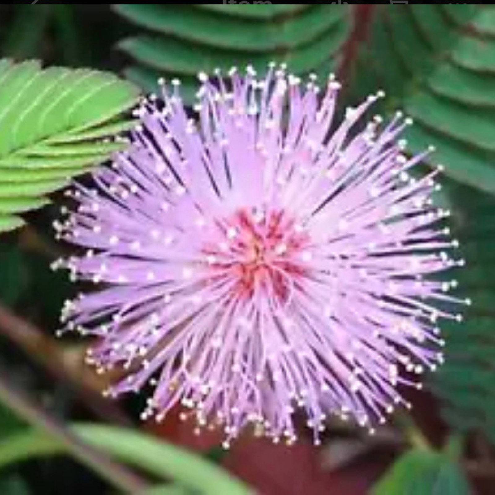 Mimosa Pudica Touch Me Not Seeds Garden - Seeds & Bulbs