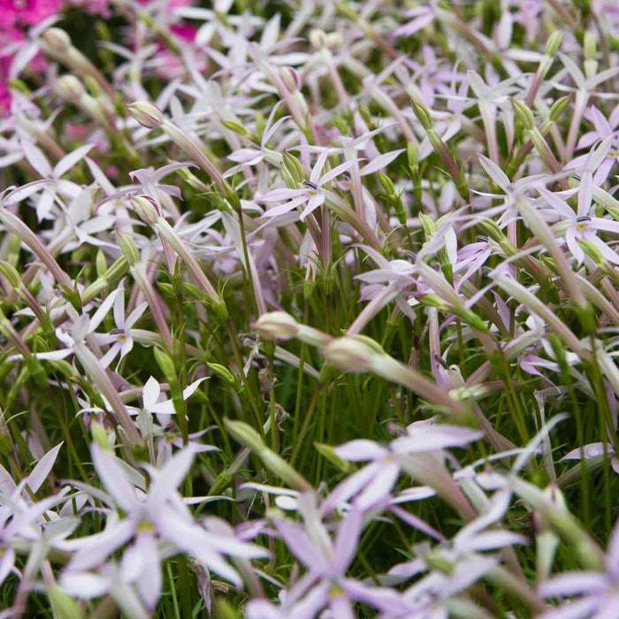 New Fresh Seeds Laurentia Seeds Isotoma Axillaris Flower Seeds 50 Seeds ...
