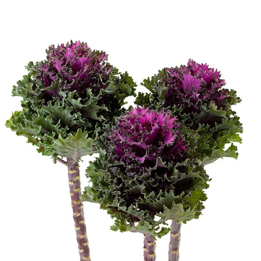 50 Flowering Kale Seeds Flowering Kale Empire Katya Ornamental Kale ...