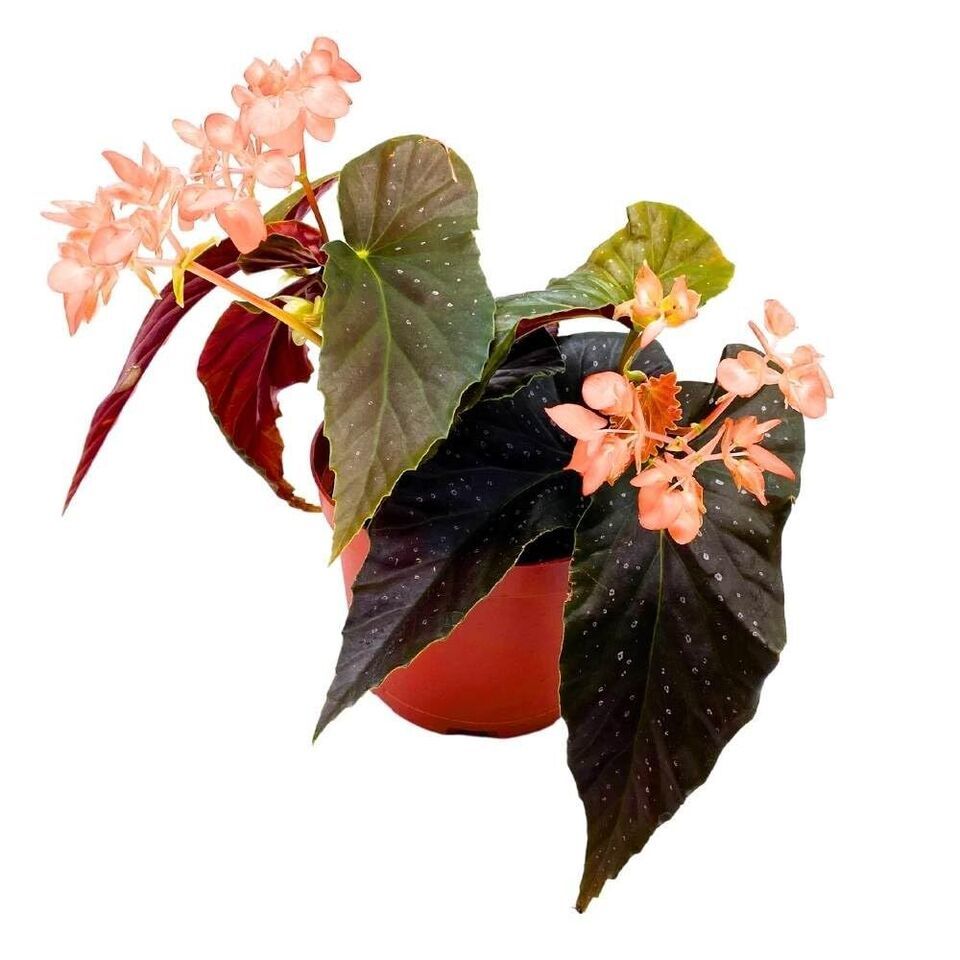 Harmony's Gypsy Angel Wing Hybrid Cane Begonia, 6 inch, Dark with ...