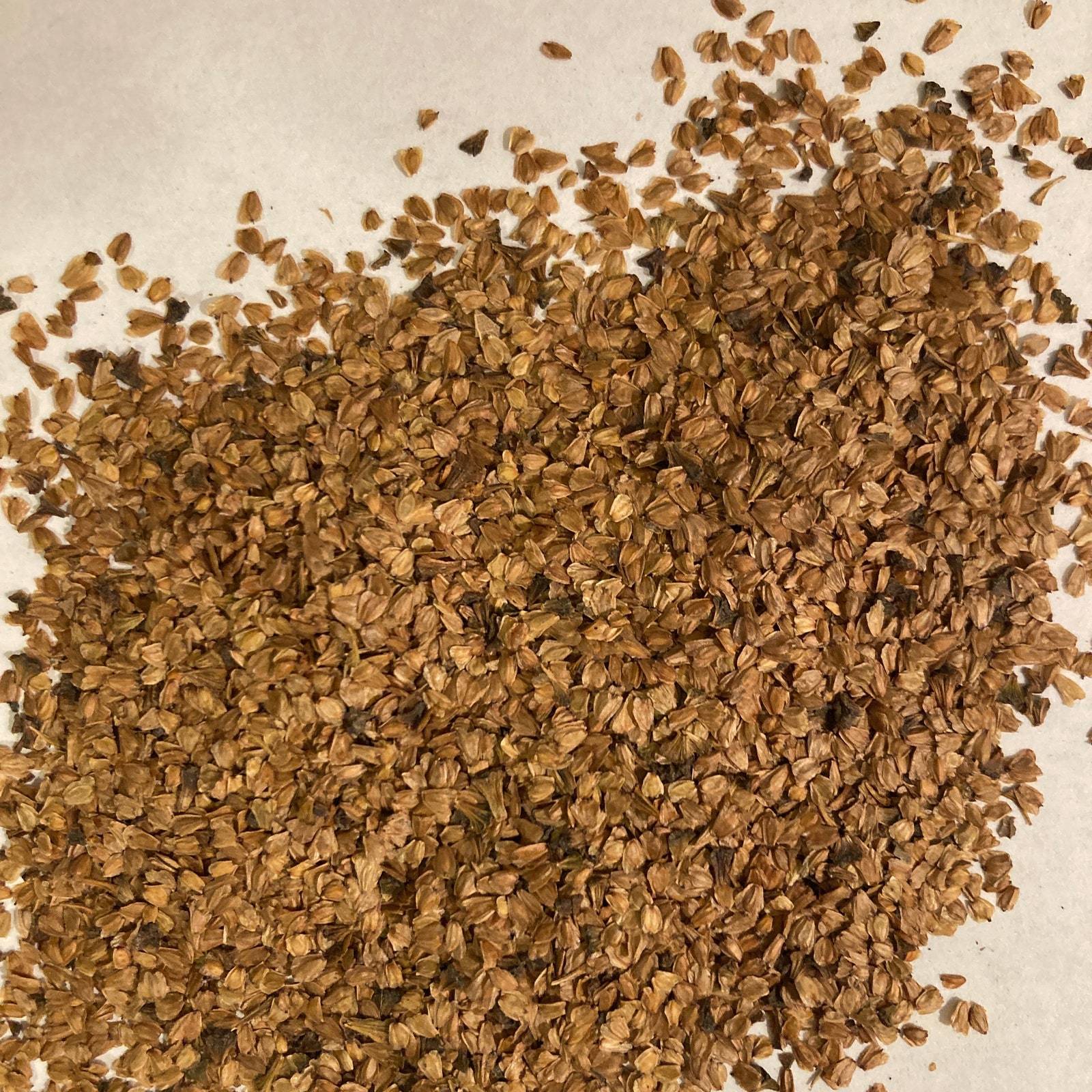 Nepal Alder Tree Seeds Alnus nepalensis Fresh Seeds - Seeds & Bulbs