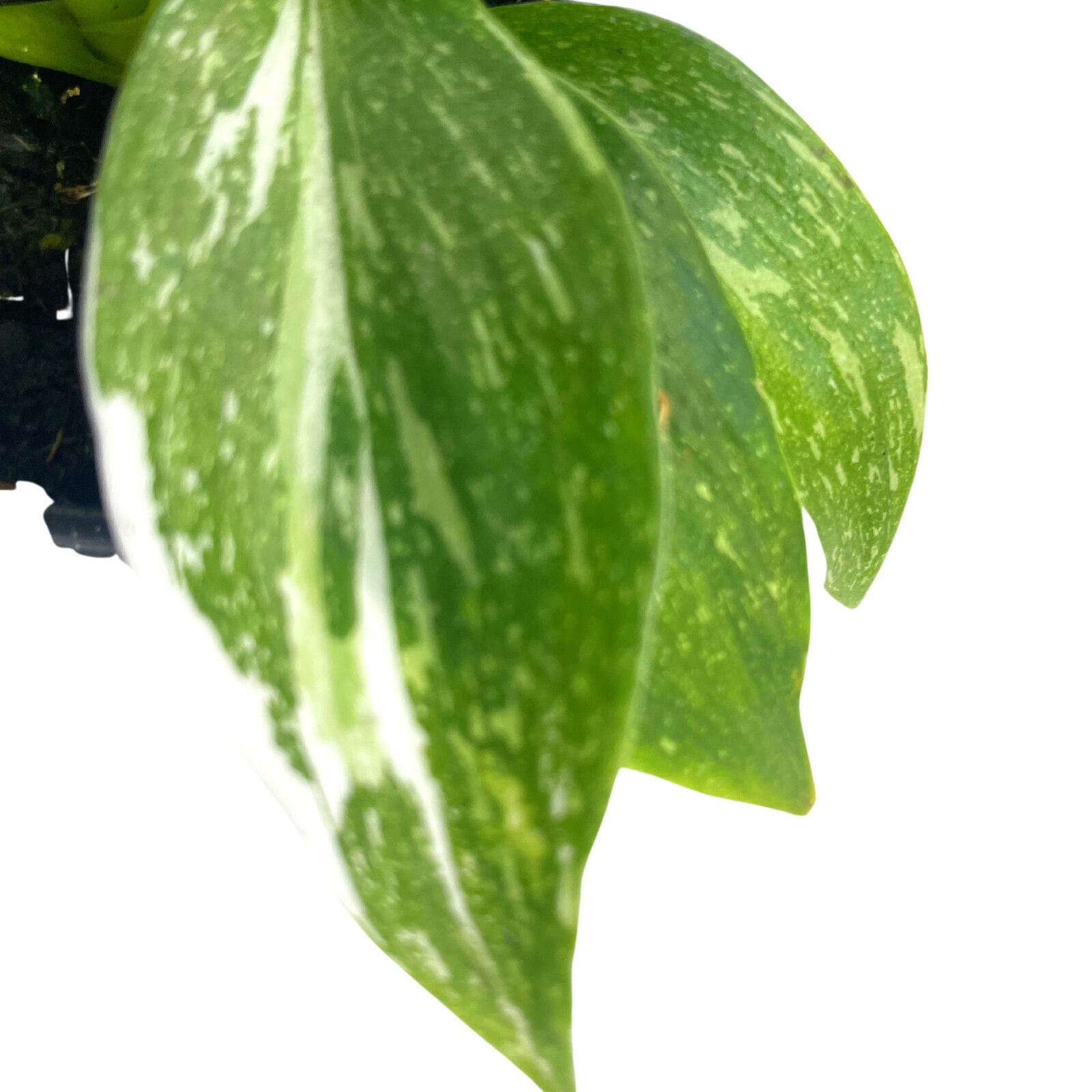 Philo White Wizard, 4 inch, Rare Variegated Philodendron erubescens ...