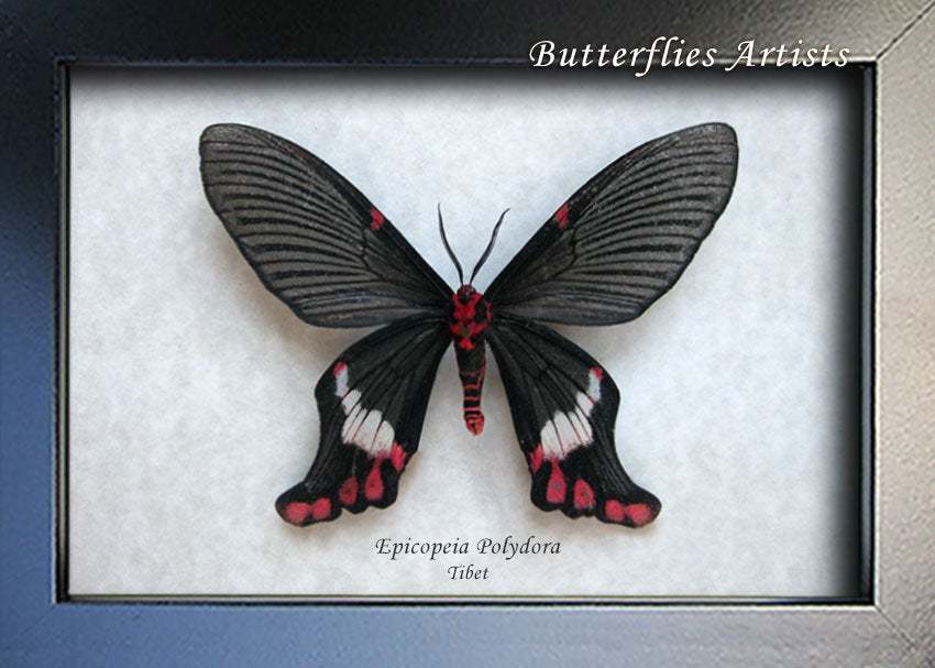 Mimic Butterflies Moth Epicopeia Polydora RARE Entomology Collectible ...