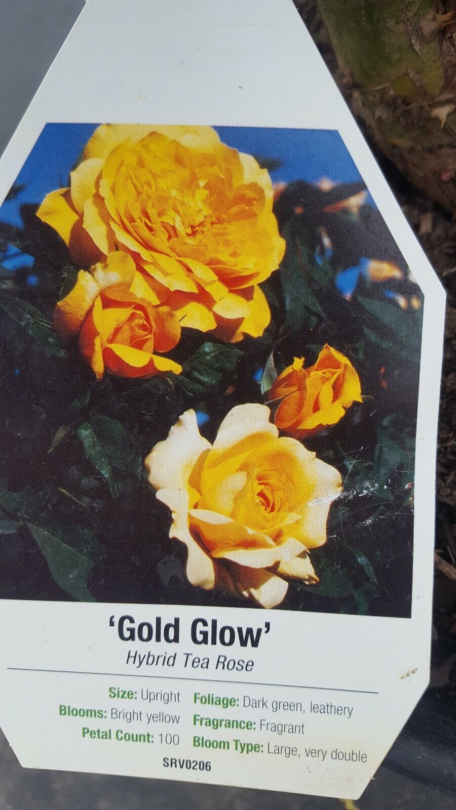 Gold Glow Rose 3 Gal Yellow FRAGRANT Bush Plants Hybrid Tea Plant Roses ...