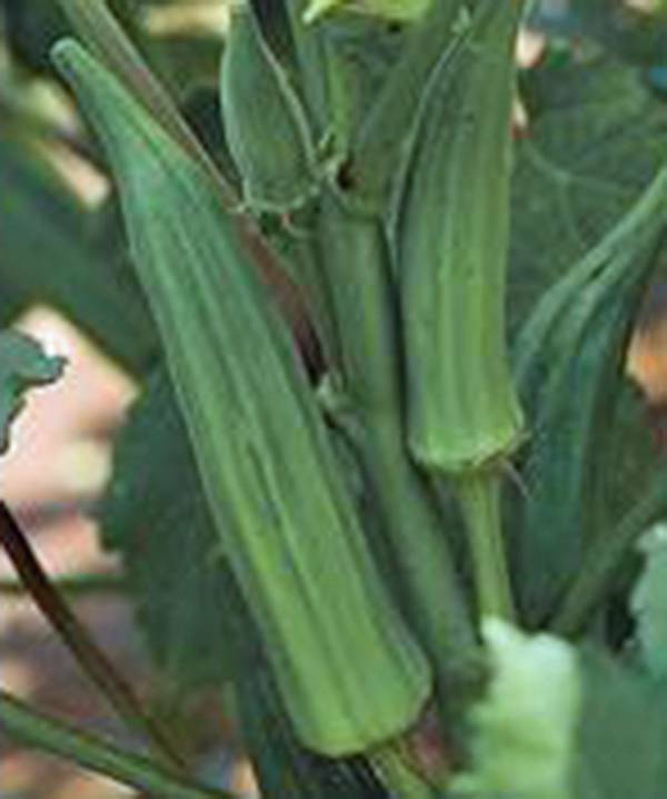 SRN Okra Seed Emerald Heirloom Non Gmo 500 Seeds Garden Okra Seed ...