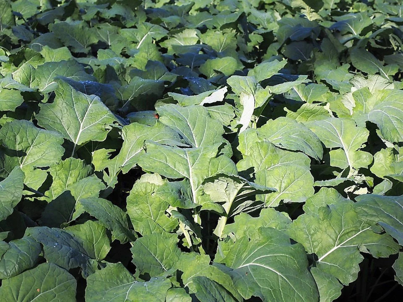 1000 Dwarf Essex Rape Kale Brassica Napus Vegetable Seeds Fresh Seeds ...