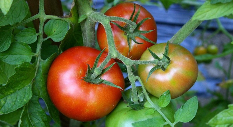 MBK 50 Seeds Clermon Tomato Juicy Tomatoe Vegetable Edible Food Bulk ...