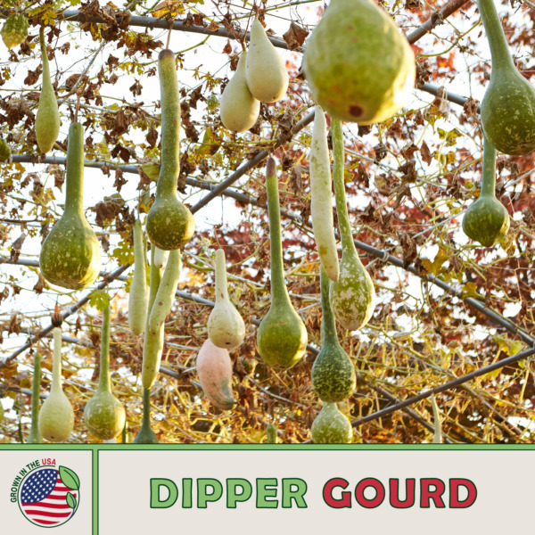 10 SEEDS DIPPER GOURD FAST HEIRLOOM PLANTING INSTANT GARDEN APPEAL ...