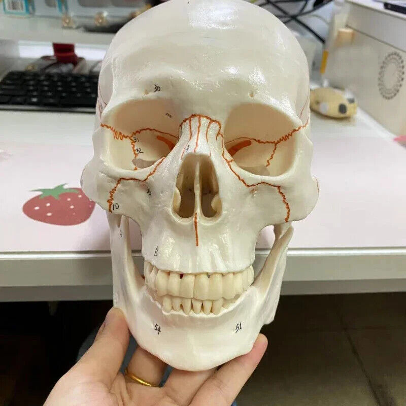 Human Skull Model Anatomical Anatomy Medical Teaching Skeleton Life ...