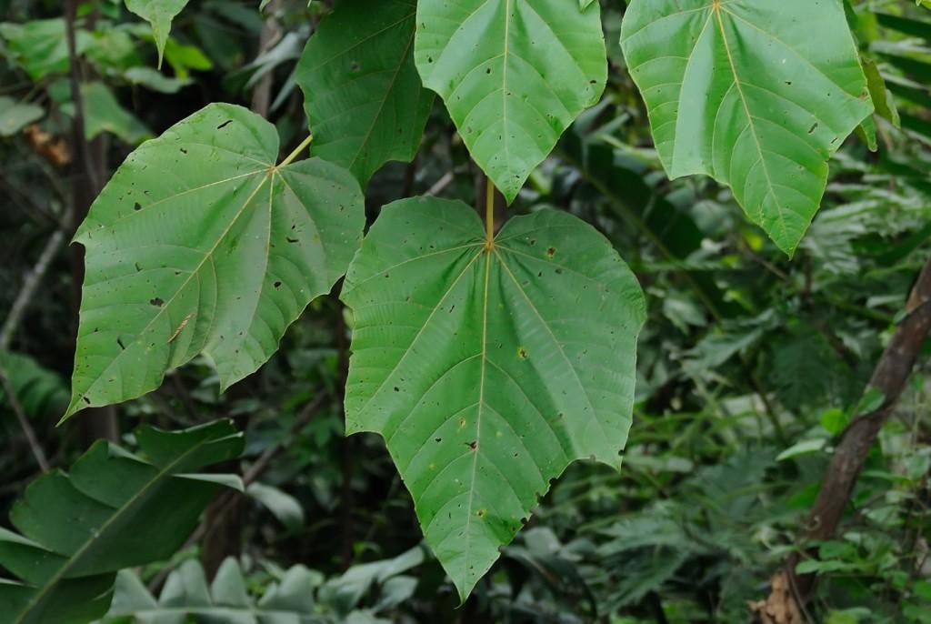 25 Balsa Wood Tree Seeds. Ochroma lagopus Seeds, Ochroma pyramidale ...