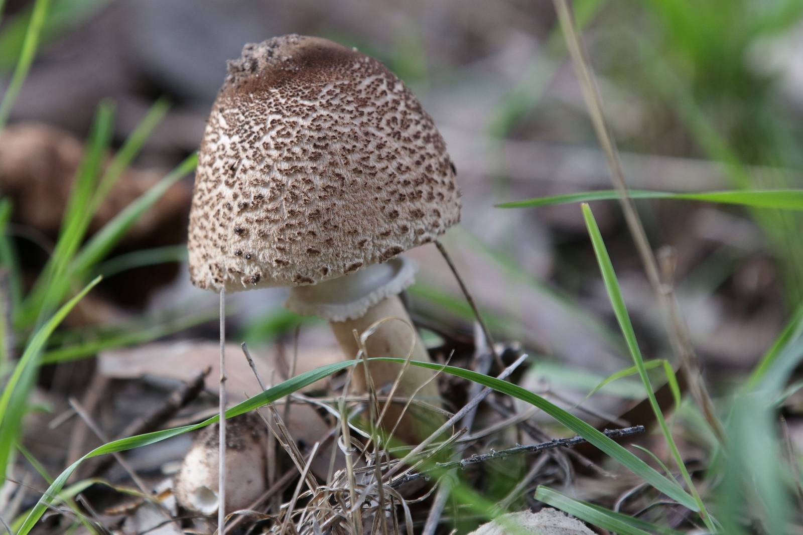 15 g Gourmet Mushroom Spawn Fungi Culture PARASOL Mushroom Growing Live ...