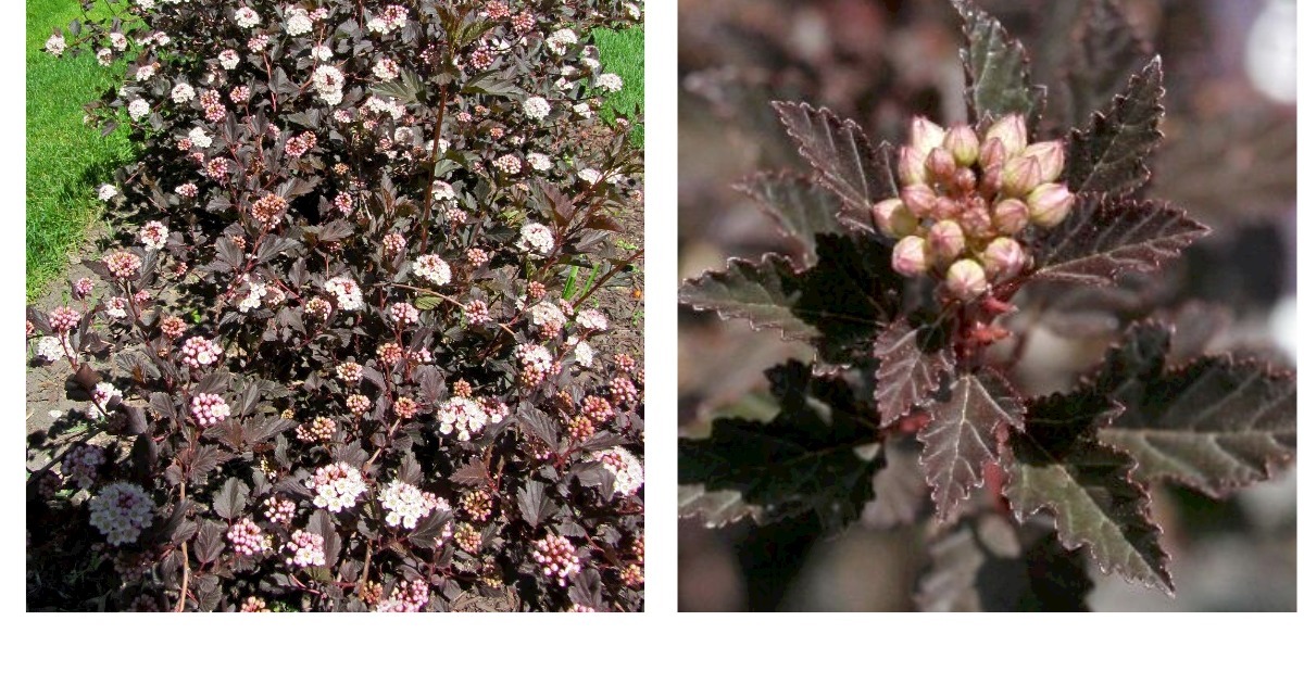 2.5" pot Crimson Diablo Ninebark Shrub Gardening - Plants & Seedlings