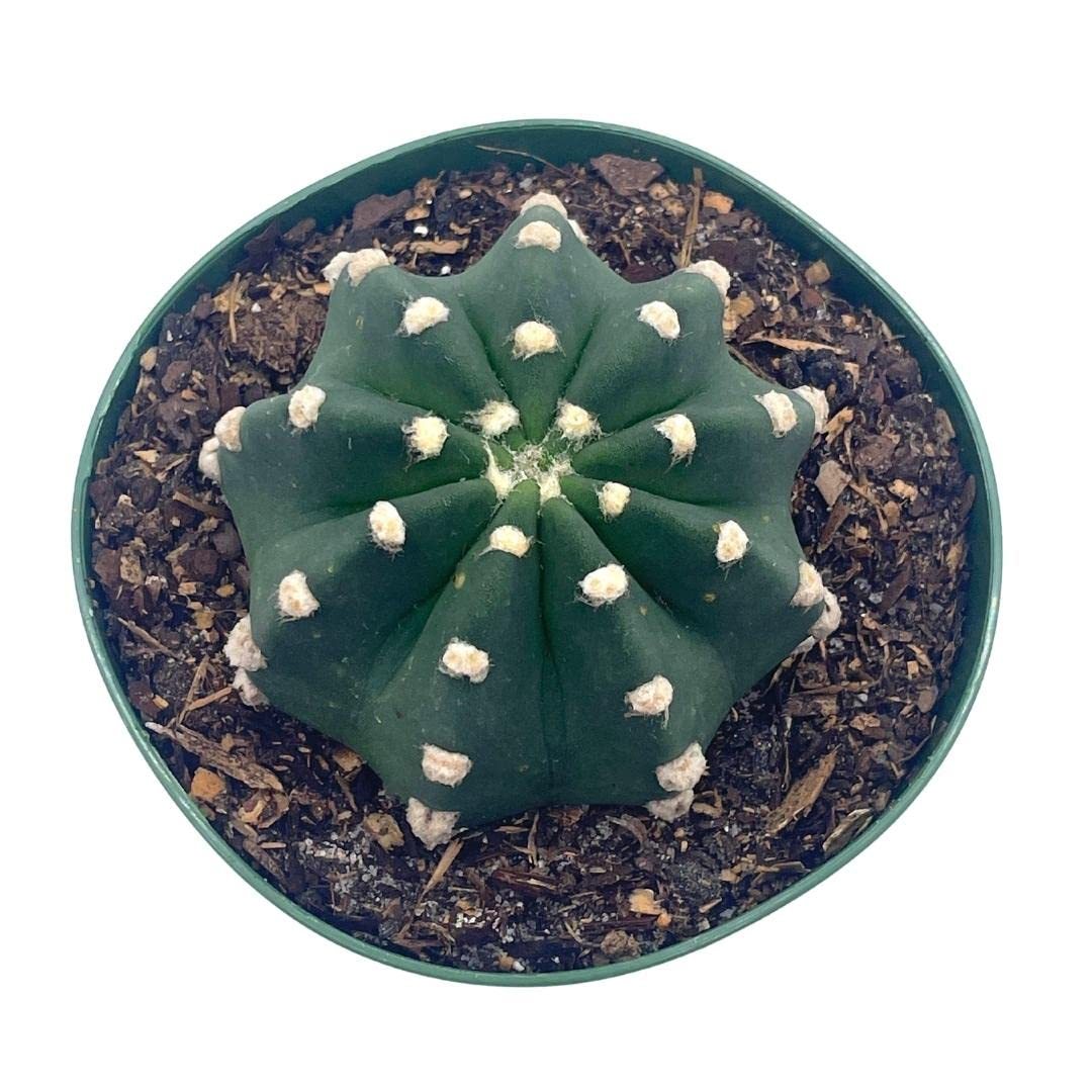 Easter Lily Cactus, Echinopsis subdenudata, Domino Cactus, in a 4 inch ...