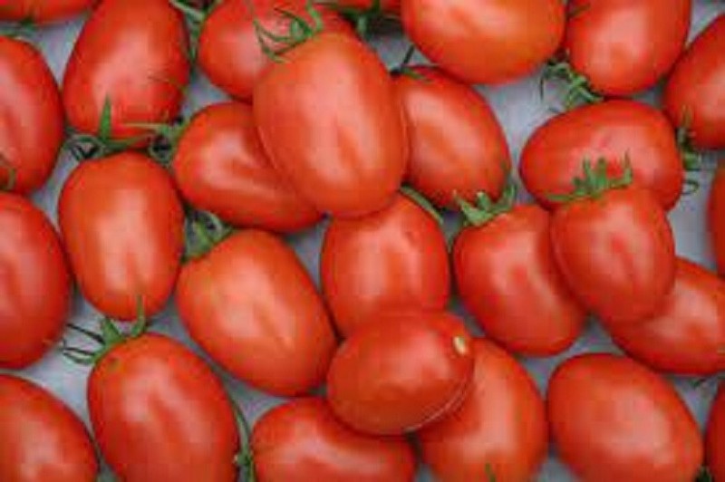 SYR 50 Seeds Pony Express Tomato Tomatoe Vegetable Fast Growing - Seeds ...