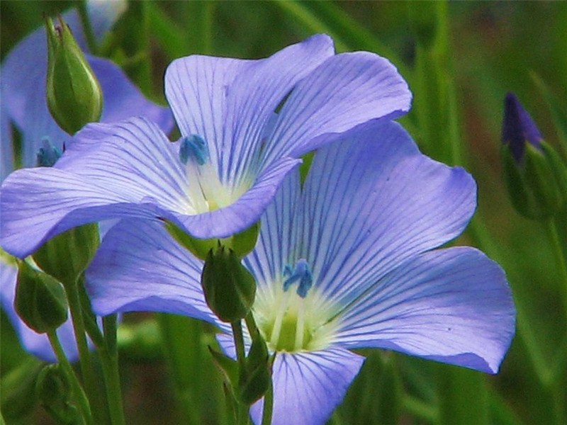 FMG Blue Flax Seed 100 Seeds Striking Blue Flax Flower Fast Growing ...