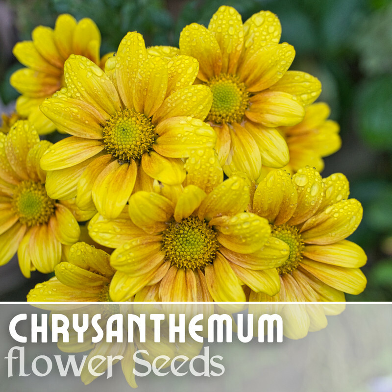 FMG Golden Tide Mum Chrysanthemum 200 Seeds Mum Flower Seeds Annual ...