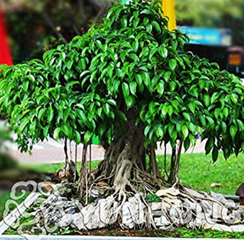 5 seeds Peepal Ficus Religiosa Family Moraceae Sacred Fig SemiEvergreen ...