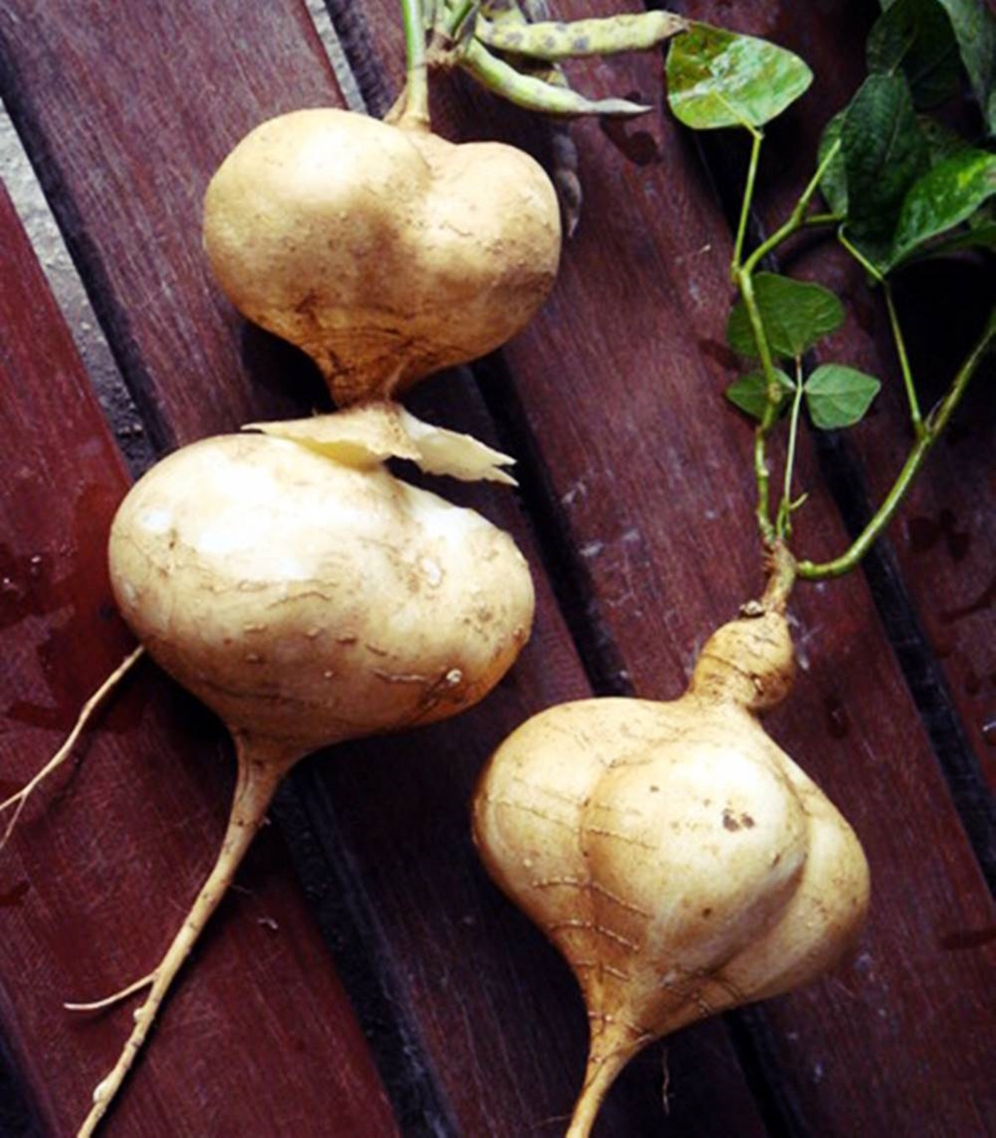 Jicama Yam bean 10 grams 4 packets ThailandMrk - Seeds & Bulbs