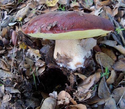 15 g Organic Mushroom Spawn Fungi Culture QUEEN BOLETE Mushroom Growing ...