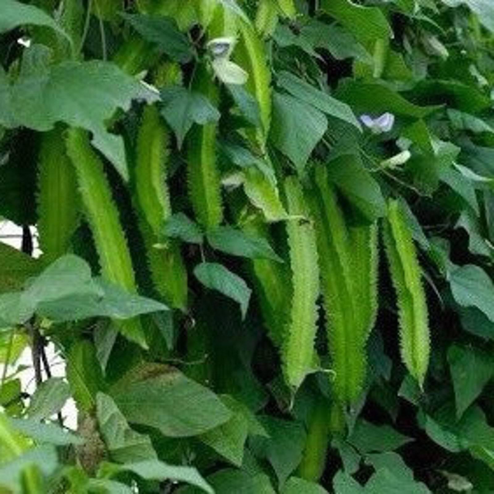 New Winged Bean Seeds Hot Weather Vegetables Vimaan Psophocarpus ...