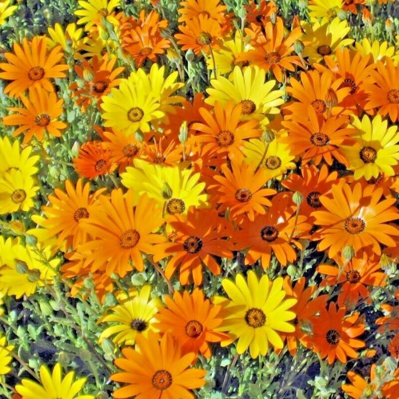 LWK 200 African Daisy Seeds Flowering Annual Drought Heat Tolerant ...