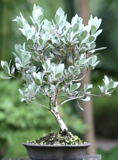 Conocarpus Erectus Sericeus florida native wild tree bonsai shrub seed ...