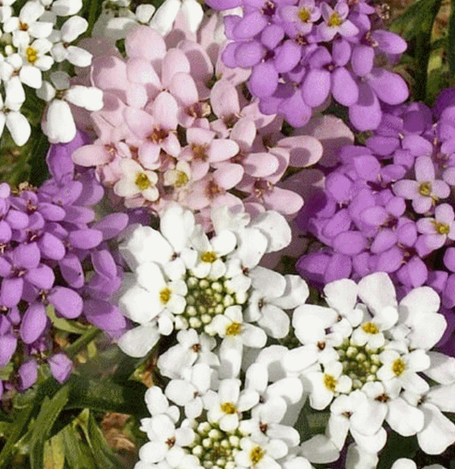 HT Candytuft Flower Seeds 1000 Iberis Umbellata Annual Flower Garden ...
