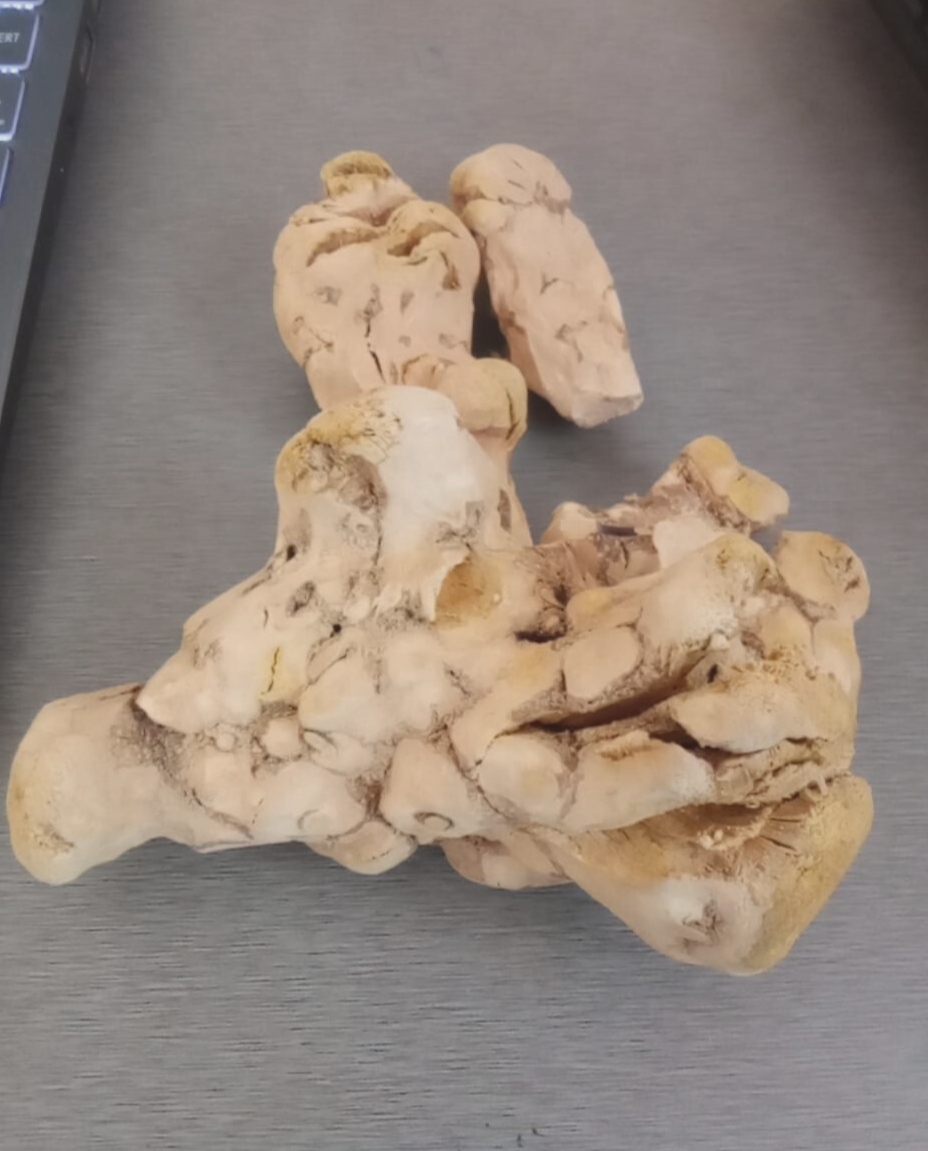 Chopchini ,Smilax china ,Sarsaparilla, China root 100% Original Herb ...