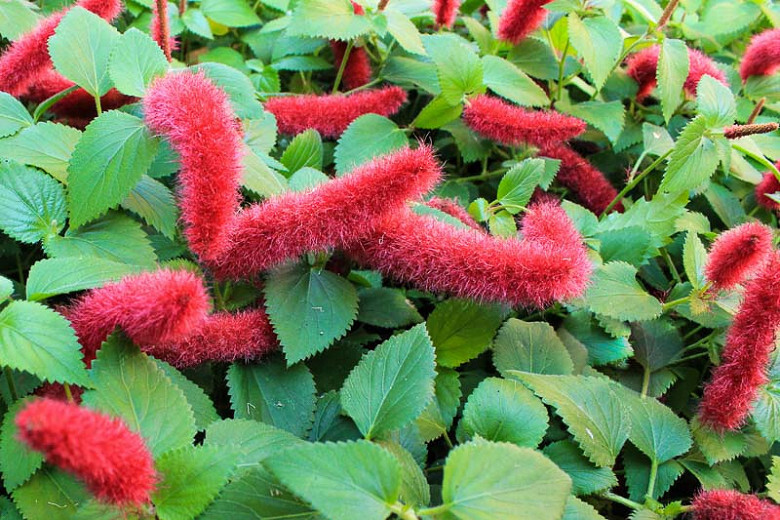 PSA Acalypha Pendula Dwarf Chenille Plant 1 Plant Fast Growing - Seeds ...