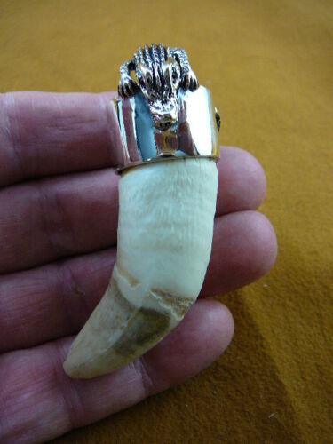 (G963-21) Extra LARGE 3" GATOR Alligator Tooth teeth SILVER CAP gators ...